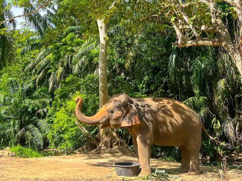 Krabi: Elephant Sanctuary Tour - Feeding & Painting Activity - The Sum Up: Is This Tour Right for You?