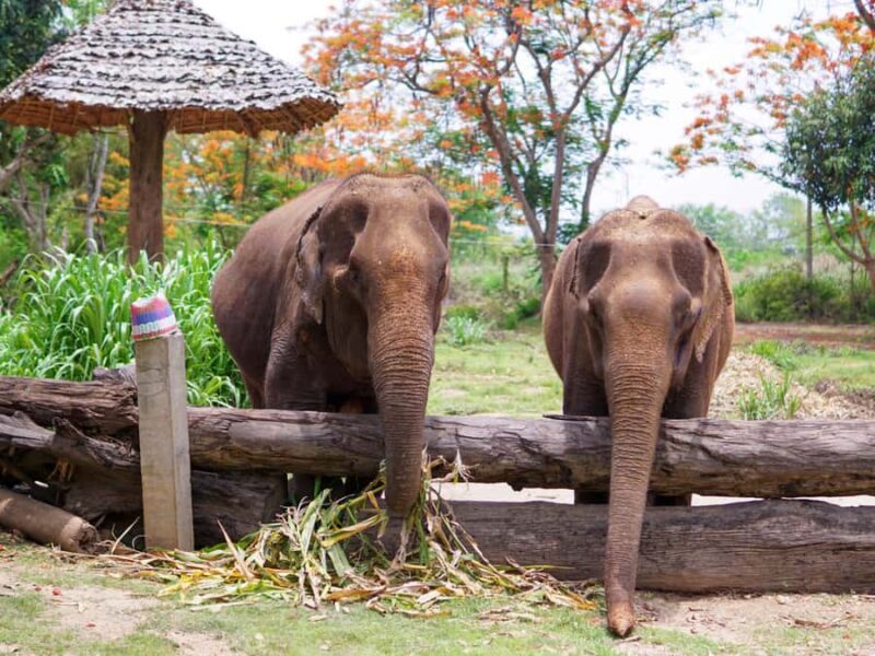 Krabi: Ethical Elephant Care Experience with Hotel Transfer - Introducing the Experience