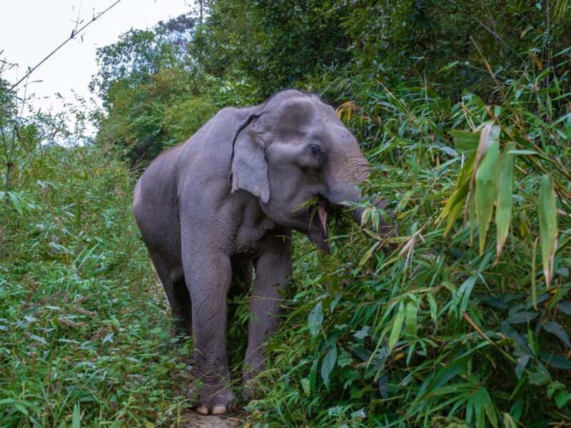 Krabi: Ethical Elephant Care Experience with Hotel Transfer - What Makes This Tour Special