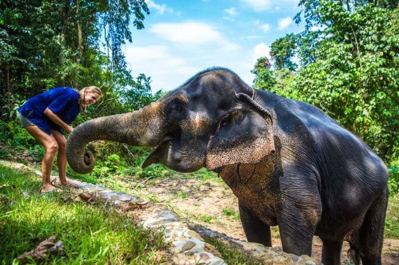 Krabi: Ethical Elephant Sanctuary Experience - The Sum Up