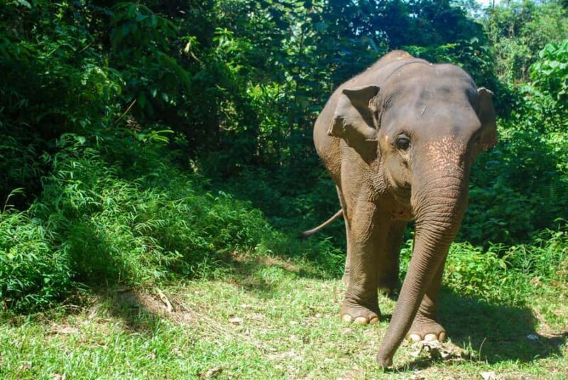 Krabi: Ethical Elephant Sanctuary Experience - FAQ