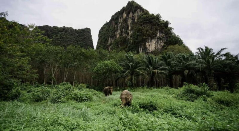 Krabi: Ethical Elephant Sanctuary & Tiger Cave Temple Tour - An In-Depth Look at the Tour Experience