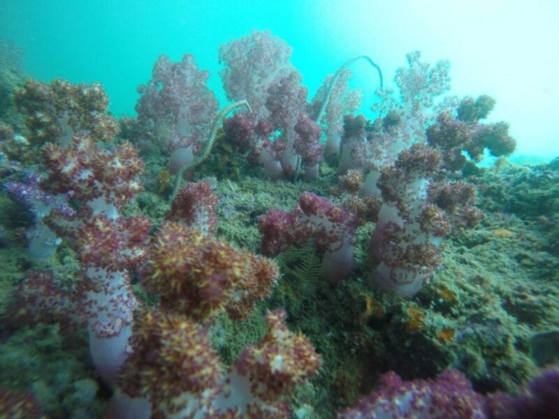 Krabi: Freediving and Snorkeling at Yawasam and Talu Island - Discovering Krabi’s Hidden Marine Gems