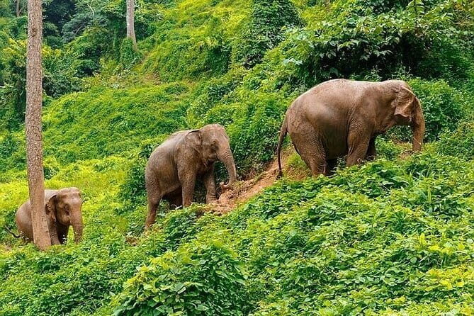 Krabi Immersive Elephant Sanctuary Experience - Key Points