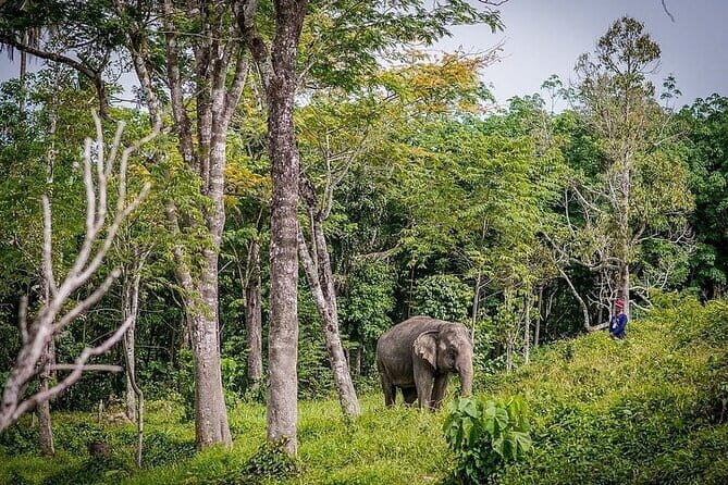 Krabi Immersive Elephant Sanctuary Experience - Analyzing the Value