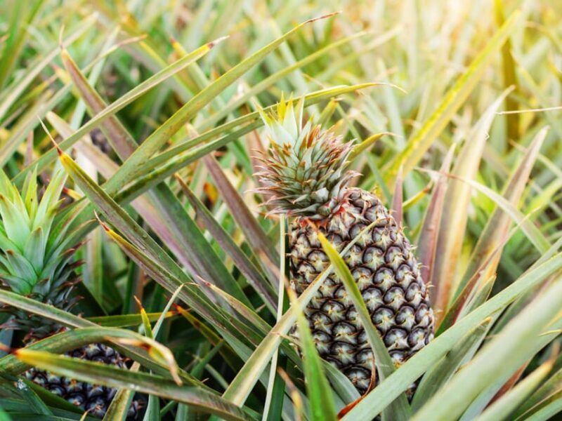 Krabi: Kayaking, Crystal Lagoon, and Fish Spa in Klong Root - Balancing Pros and Cons