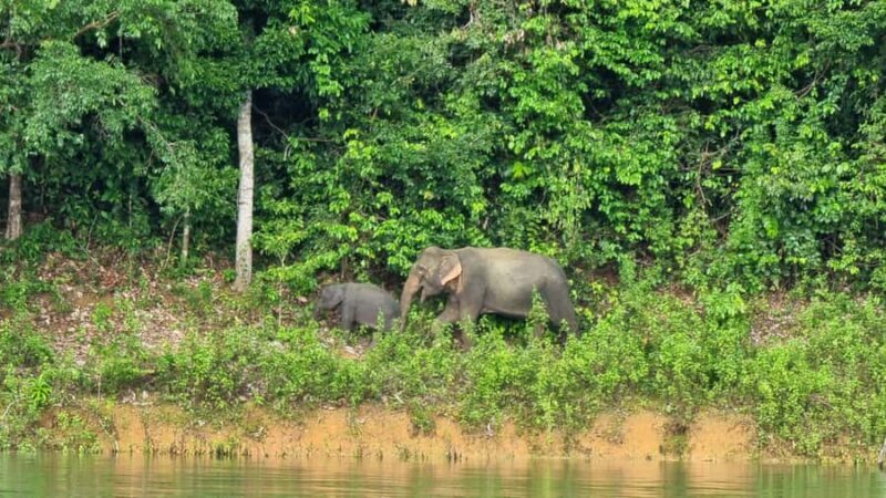 Krabi: Khao Sok National Park & Cheow Lan Lake Boat Tour - Key Points