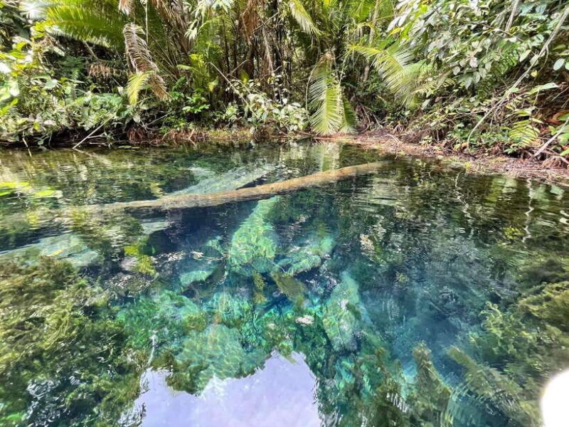Krabi: Klong Root (Crystal lake) Kayaking tour - The Final Stop: A Pineapple Plantation