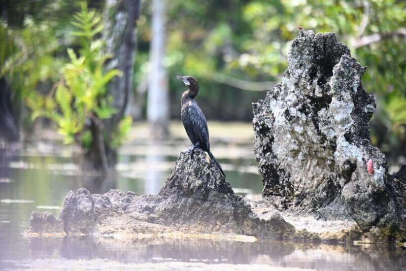 Krabi: Klong Root (Crystal lake) Kayaking tour - Navigating the Itinerary