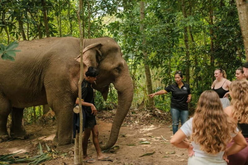 Krabi: Love Elephant Sanctuary Tour - What makes this tour unique?