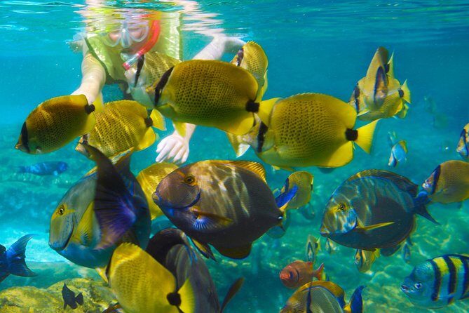 Krabi Nice Sea Snorkeling - Krabi Nice Sea Snorkeling: A Practical Guide for Adventurers