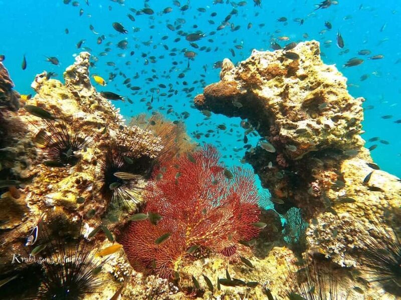 Krabi: Phi Phi Island Sunset Maya Bay and Four Islands Tour - Key Points