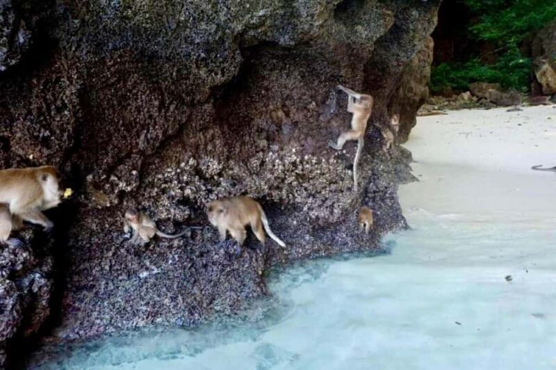 Krabi: Phi Phi Islands Day Trip by Speedboat & Buffet Lunch - Summing Up: Who Is This Tour For?