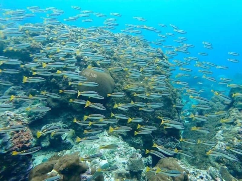 Krabi: Phi Phi Islands Day Trip by Speedboat & Buffet Lunch - Final Thoughts