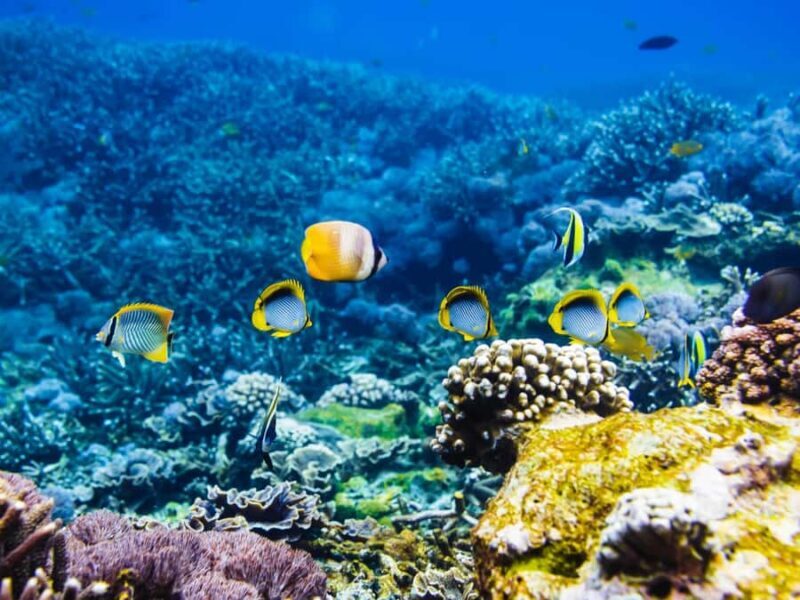 Krabi: Private 4 Islands Snorkeling Tour with Long-Tail Boat - The Experience — What Truly Sets It Apart