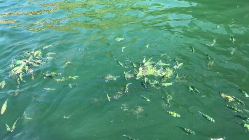 Krabi: Private Long Tail Boat to the 4 Islands - The Sum Up