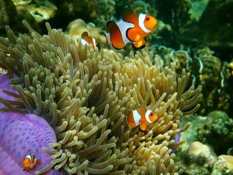 Krabi: Rok & Haa Islands Tour by Speedboat & Buffet Lunch - Key Points