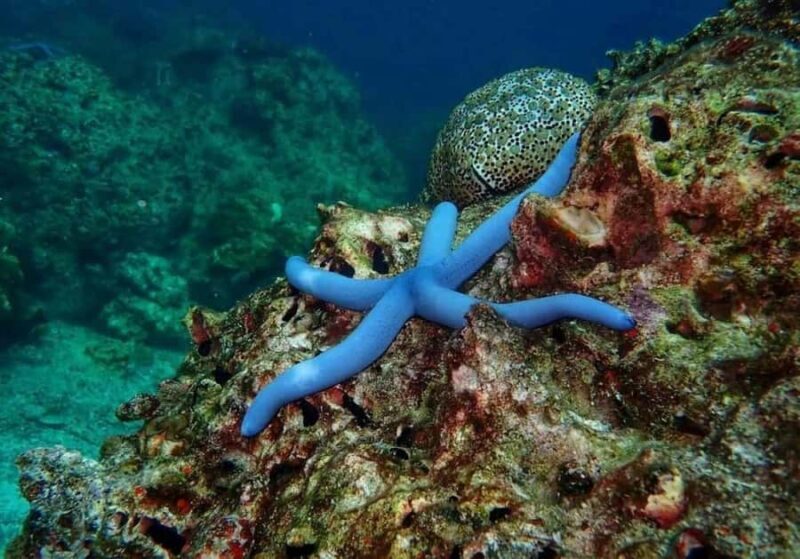 Krabi: Rok & Haa Islands Tour by Speedboat & Buffet Lunch - A Detailed Look at the Rok & Haa Islands Tour