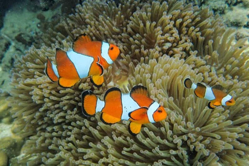 Krabi: Similan Islands Day Trip by Speedboat with Lunch - Key Points