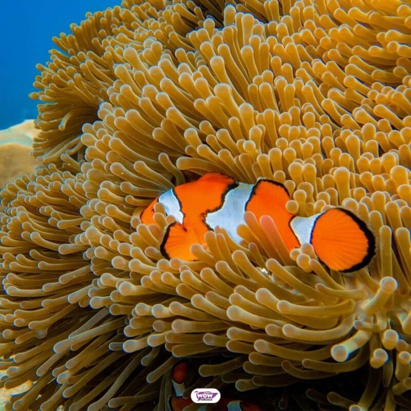 Krabi: Surin Islands Speedboat Tour with Meals - Value for Money