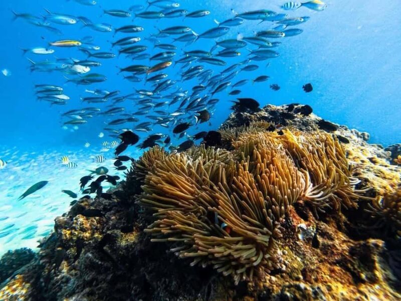 Krabi to Phi Phi Cove: Speedboat & Longtail Island Combo - FAQ