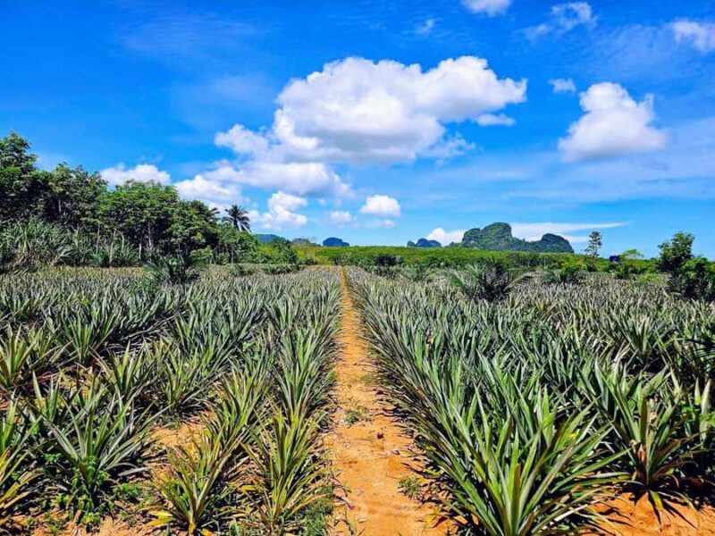 Krabi Trio: Klong Root Paddle, Fish Feeding & Pineapple Farm - Introduction