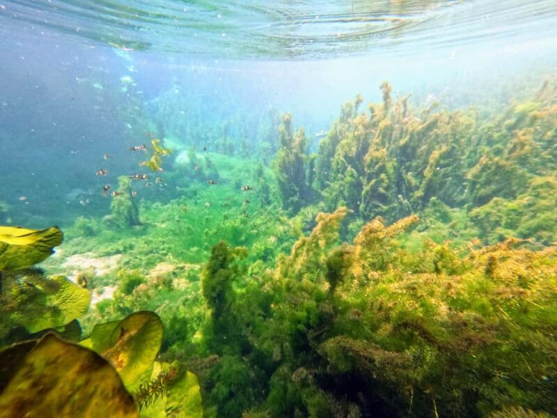 Krabi Trio: Klong Root Paddle, Fish Feeding & Pineapple Farm - The Sum Up