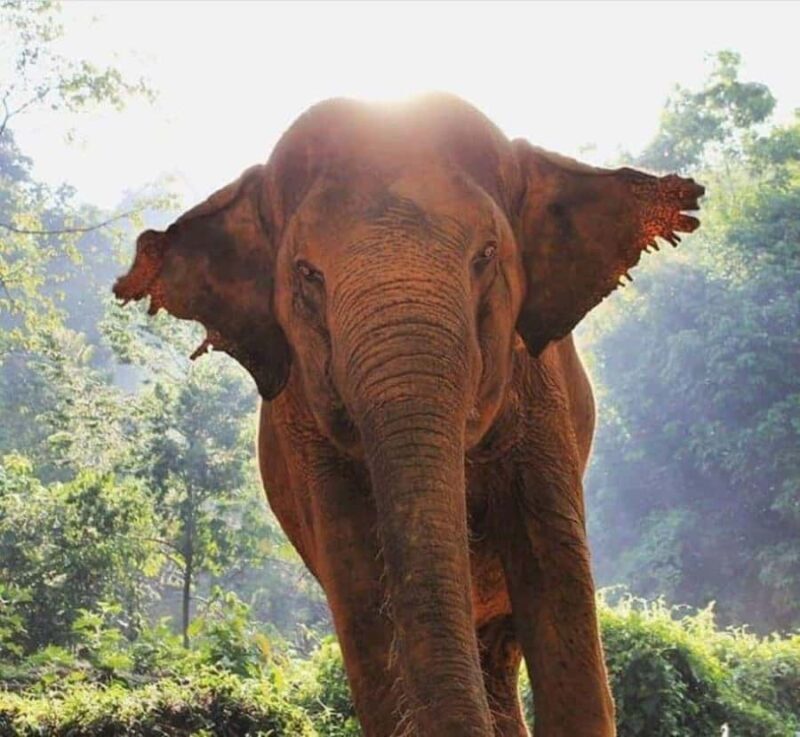 Krabi: Unique Dusk Ethical Elephant Sanctuary Experience - What Makes This Tour Special?