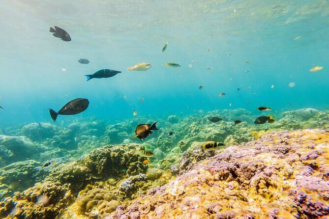 Krabi's Luminous Lagoon and Sunset Islands by Speedboat - FAQ