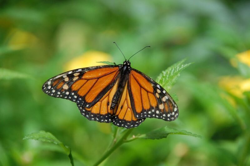 Krakow: 4 Mazes and Living Butterfly Museum Entry Ticket - Authentic Experiences and Hidden Gems
