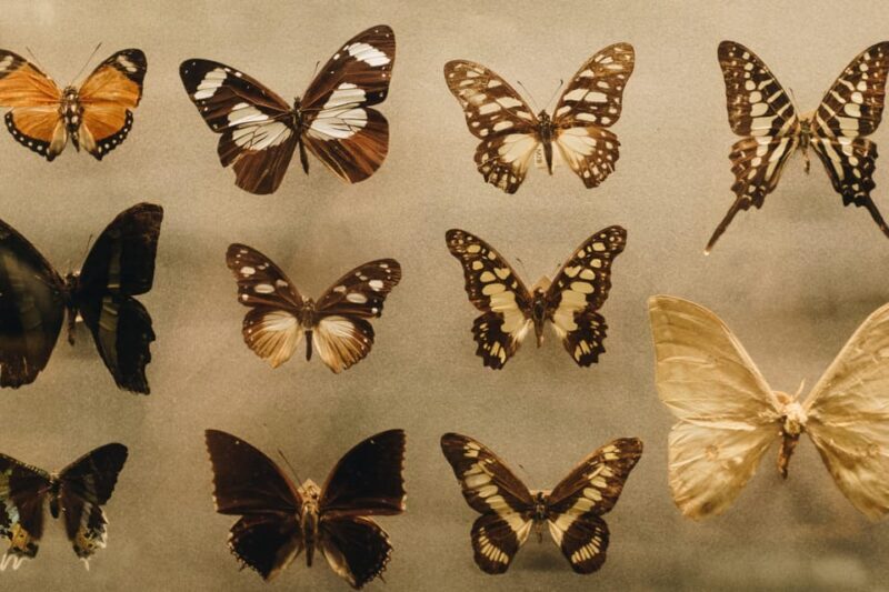 Krakow: 4 Mazes and Living Butterfly Museum Entry Ticket - Frequently Asked Questions