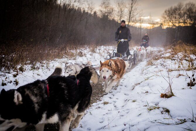 Kraków Full Dog Sled Ride - A Closer Look at the Itinerary