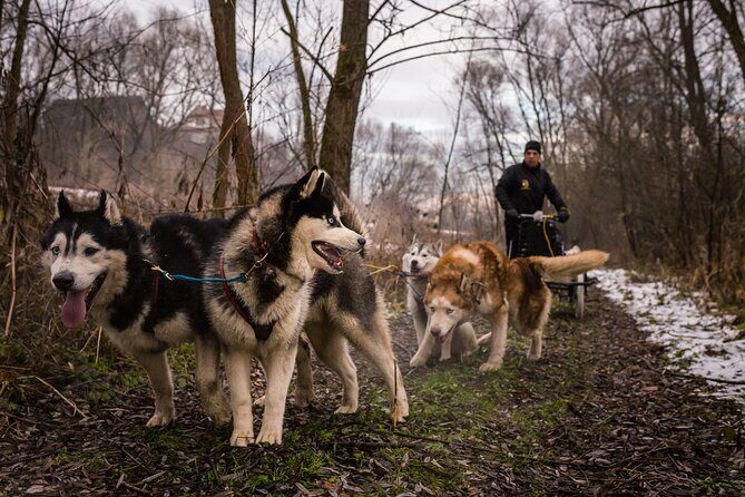 Kraków Full Dog Sled Ride - FAQ
