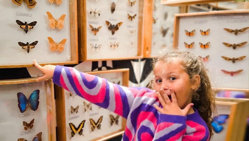 Krakow: Living Butterflies Museum ''House Of Attractions'' - Key Points