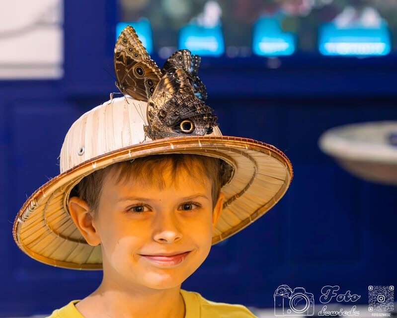 Krakow: Living Butterflies Museum ''House Of Attractions'' - What to Expect When Visiting the Living Butterfly Museum