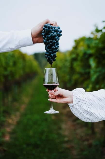 Krakow: Vineyard Tour with Wine Tasting and Dinner - Introduction