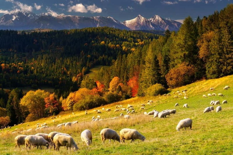 Krakow: Zakopane & Thermal Baths Experience - Who Would Love This Tour?