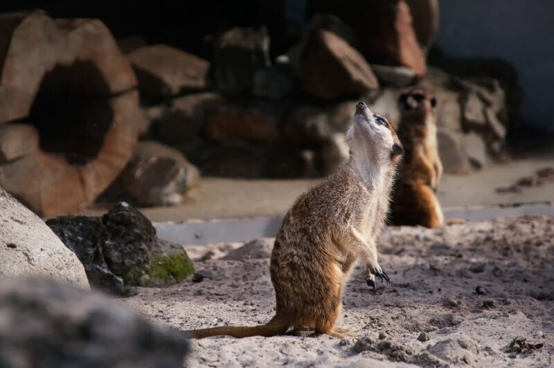 Krakow: Zoo Tour with Private Transport and Tickets - A Closer Look at the Experience