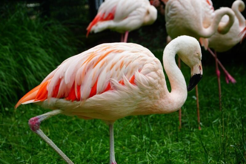 Krakow: Zoo Tour with Private Transport and Tickets - Final Thoughts