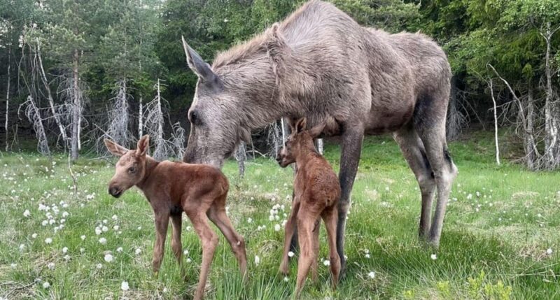 Kristiansand: Guided Bus Tour and Moose Park Experience - A Detailed Look at the Kristiansand Moose Park Tour