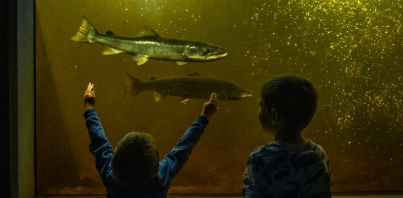 Kristiansand: Wild Salmon Center Guided Tour with Bus Ride - An Honest Look at the Kristiansand Wild Salmon Center Guided Tour