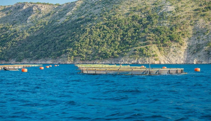 Krk: Golden Beach and Blue Cave Cruise with Welcome Drink - What’s Included and What’s Not