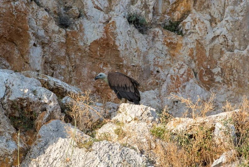 Krk: Golden Beach and Blue Cave Cruise with Welcome Drink - FAQs