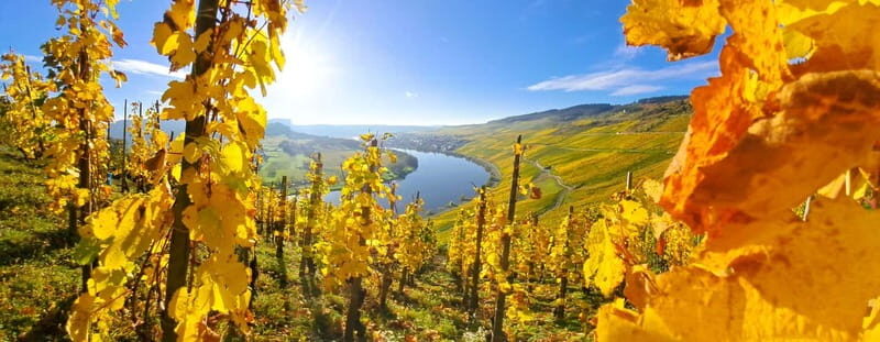 Kröv/Gut Hermes: Make your own sparkling wine  sparkling wine tasting experience - Who Will Appreciate This Tour?