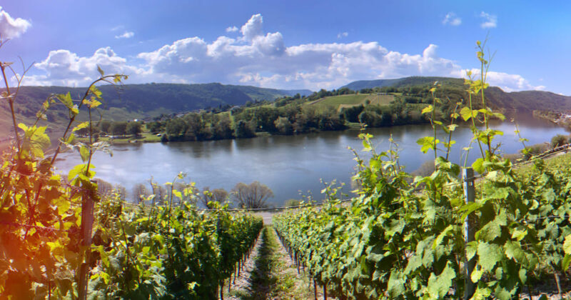 Kröv, Moselle: COVERED WAGON RIDE through the vineyards with wine tasting - Who is This Tour Best For?