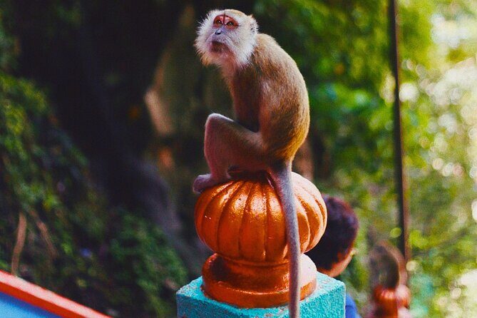 Kuala Lumpur Batu Caves Temple tour with Breakfast and Lunch - FAQ