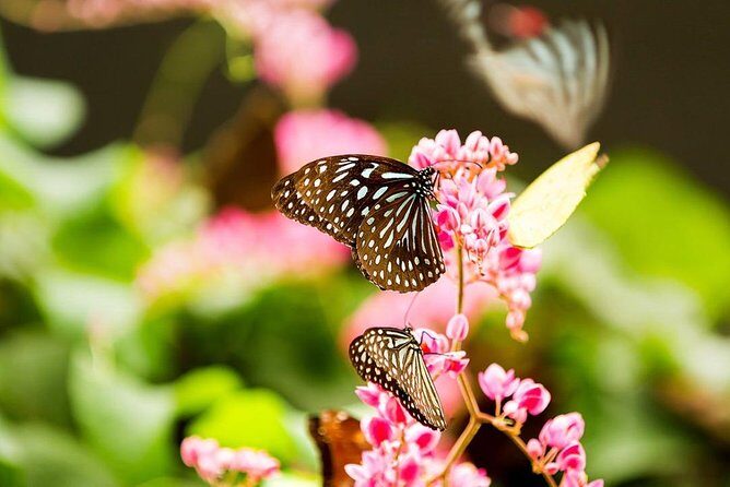 Kuala Lumpur Bird Park & Butterfly Farm Tour - Authentic Experiences and Practical Tips