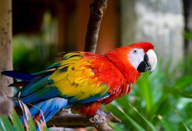 Kuala Lumpur Bird Park & Butterfly Farm Tour - Key Points