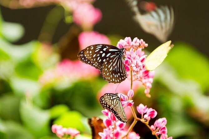 Kuala Lumpur Bird Park & Butterfly Farm Tour - The Sum Up