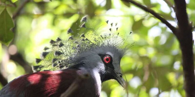 Kuala Lumpur: Bird Park, Butterfly & Garden Private Tour - Final Thoughts